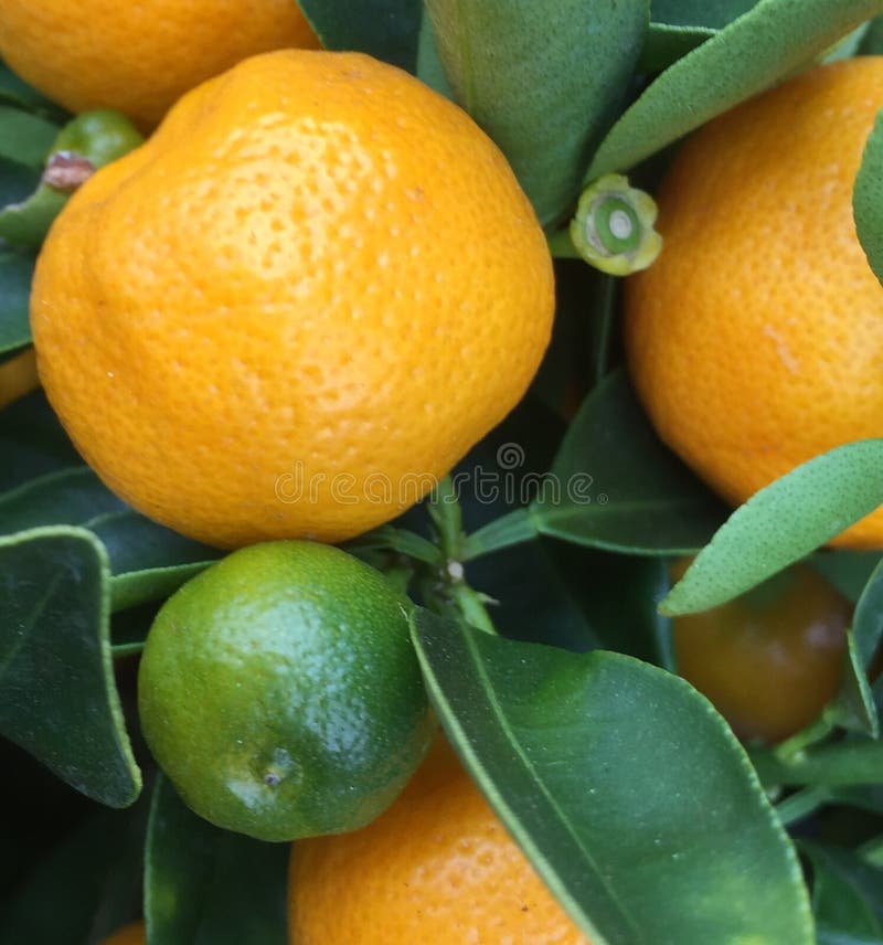 Mandarine Tree stock image. Image of tree, fruit, orange - 91273331