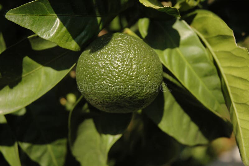 Mandarine verte image stock. Image du vert, lame, citron - 13424729