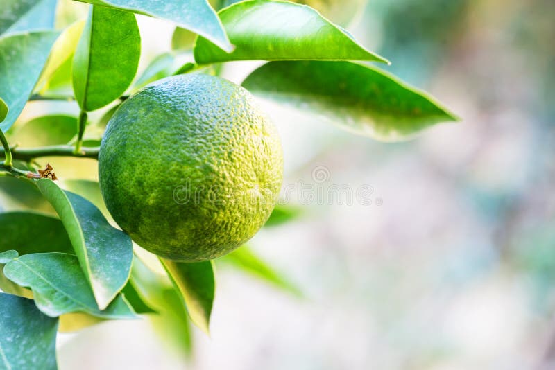 389 Photos de Mandarine Verte Simple - Photos de stock gratuites et ...