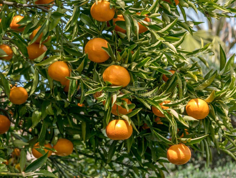 Mandarines Growing on Tree and Blue Sky. Stock Image - Image of border ...