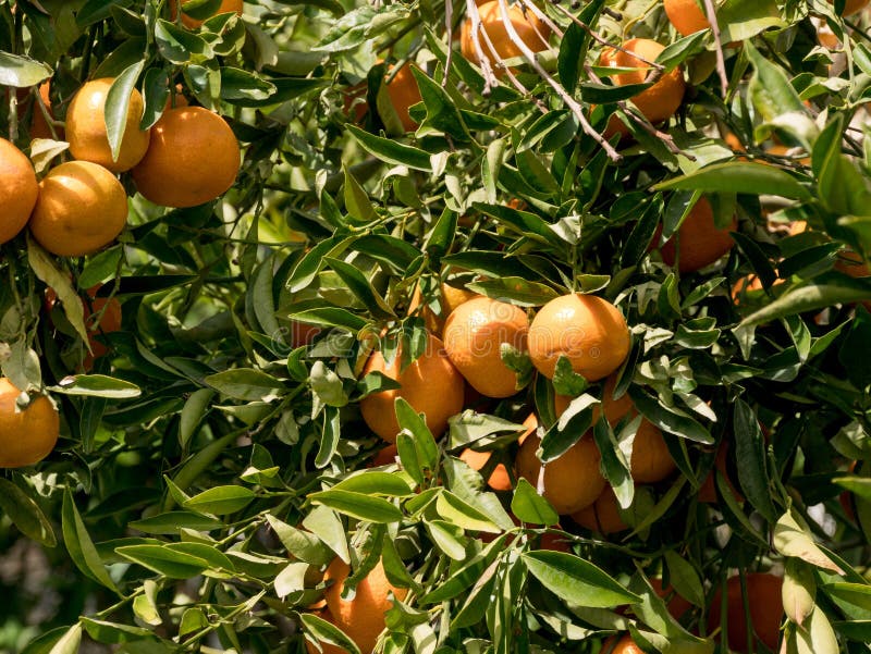 Mandarines Growing on Tree and Blue Sky. Stock Photo - Image of border ...