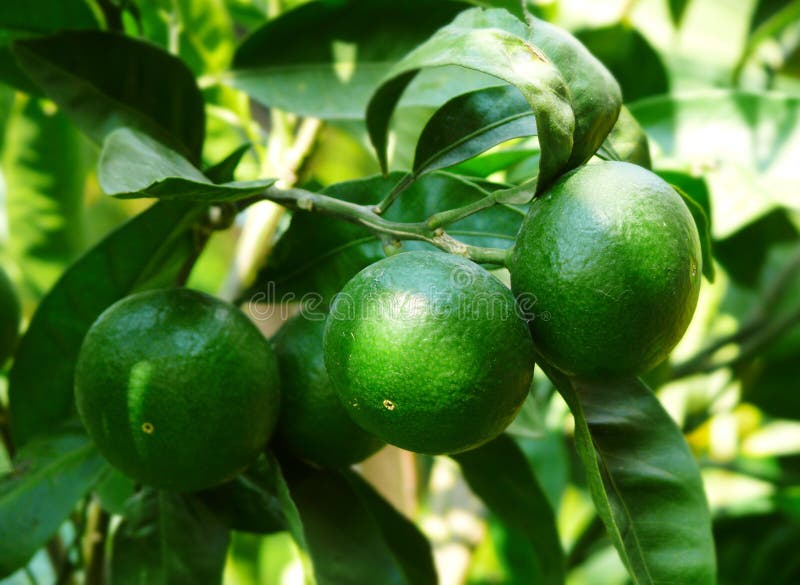 Mandarine verte image stock. Image du vert, lame, citron - 13424729