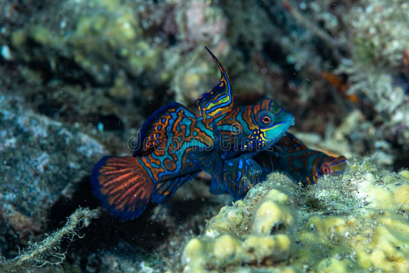 Mandarinfish Synchiropus Splendidus Stock Photo - Image of macro ...