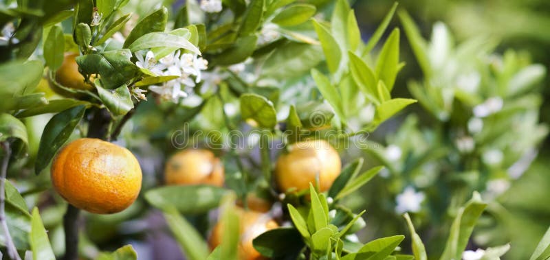 Mandarinier Avec Des Fruits Et Des Fleurs Photo stock - Image du vert ...