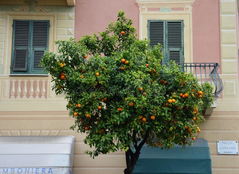 Mandarinier Dans Le Printemps Image stock - Image du nourriture, nature ...