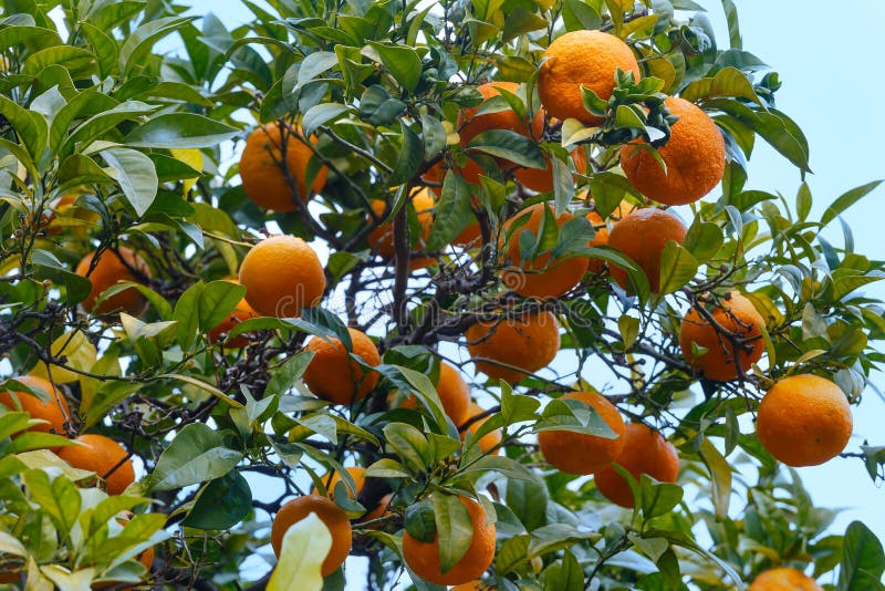 Mandarinier Avec Les Fruits Oranges Image stock - Image du nature ...