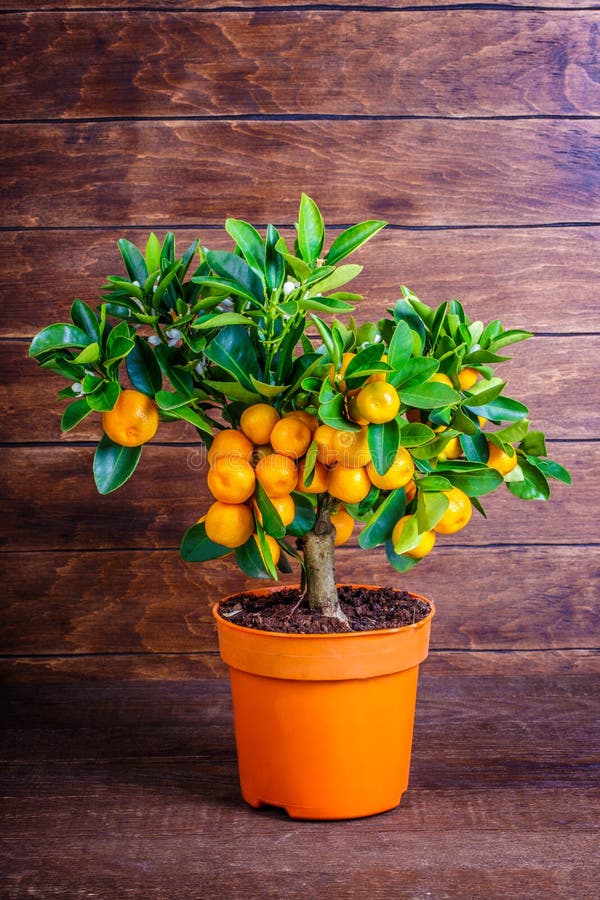 Mandarinier D'isolement Sur Le Fond Blanc Image stock - Image du ...