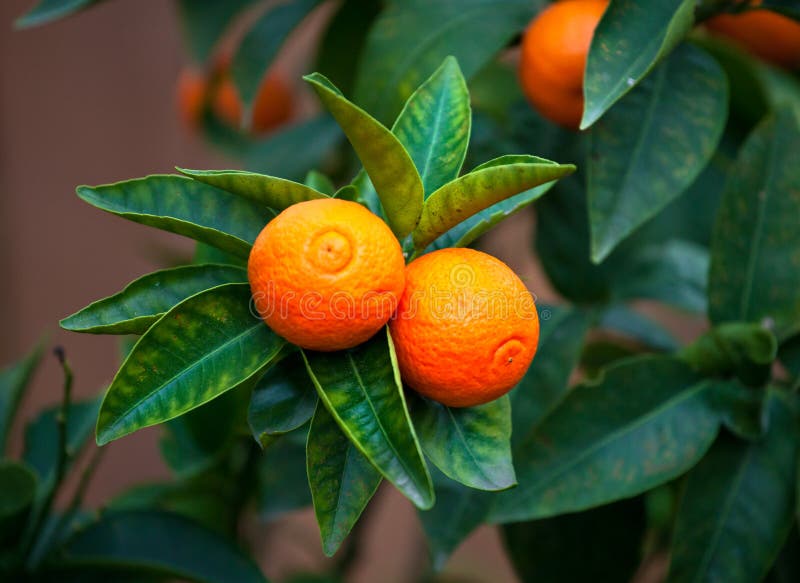 Mandarino sull'albero immagine stock. Immagine di sano - 17881337