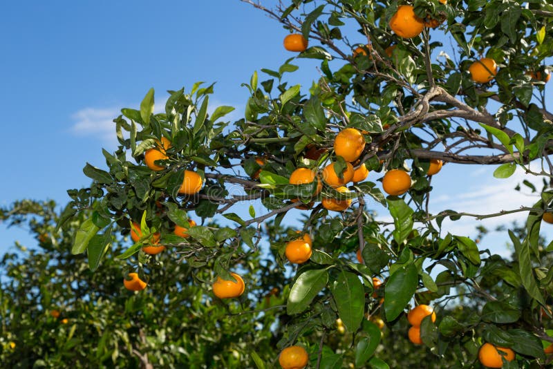 Mandarinos in Valencia stock image. Image of farming - 35253535
