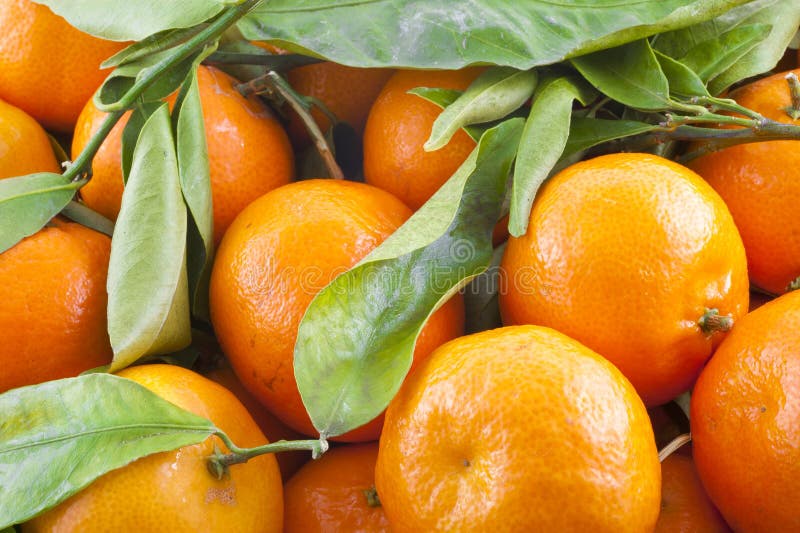 Mandarin stock photo. Image of healthy, close, tangerine - 22367144