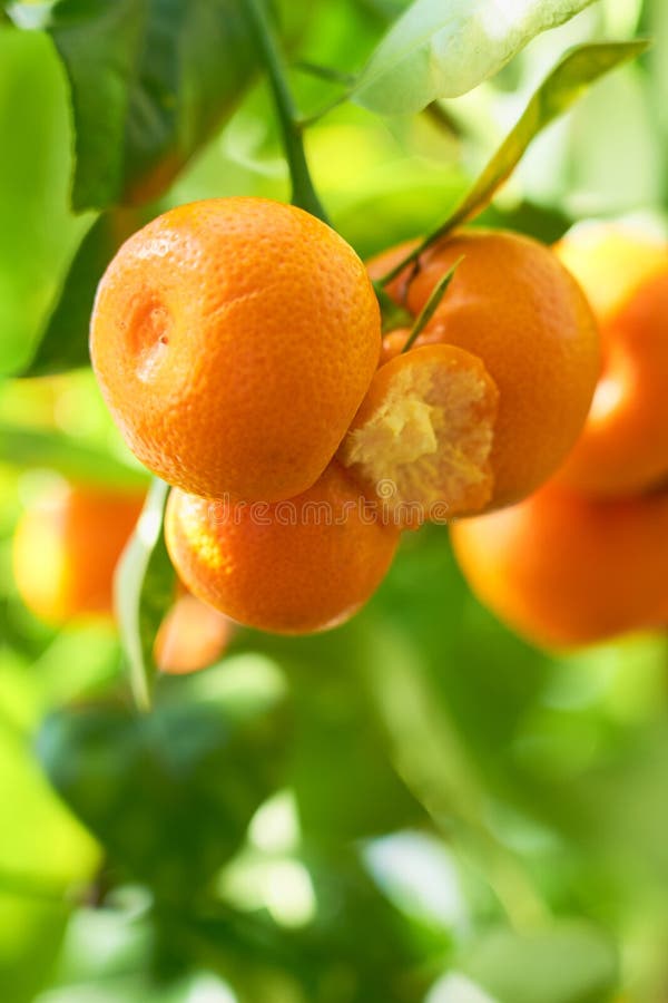 Mandarins are Growing on a Tree Branch with Green Leaves and Blurred ...