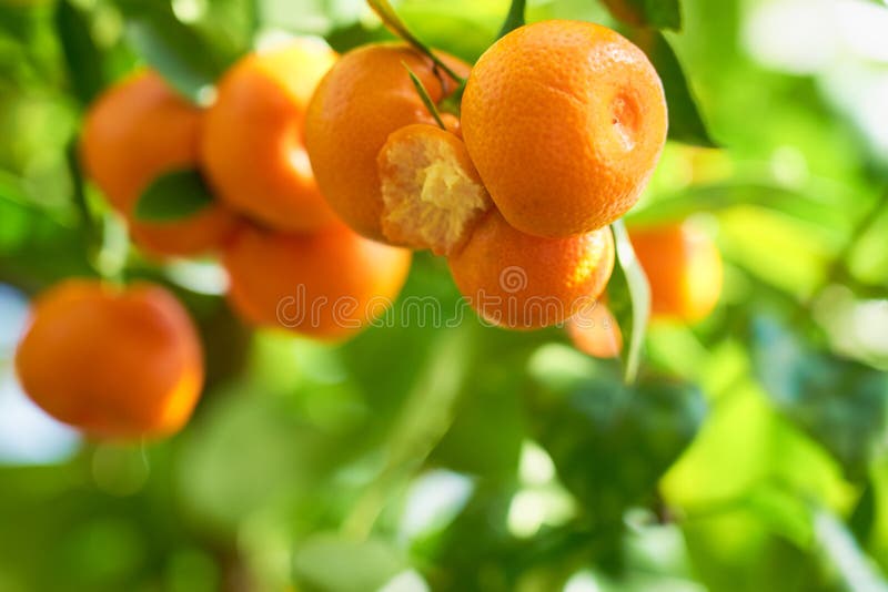Mandarins are Growing on a Tree Branch with Green Leaves and Blurred ...