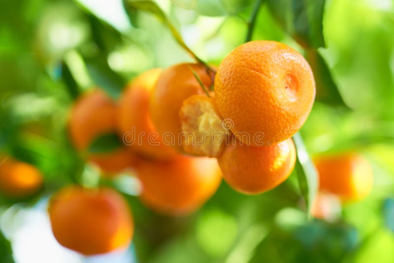 Mandarins are Growing on a Tree Branch with Green Leaves and Blurred ...