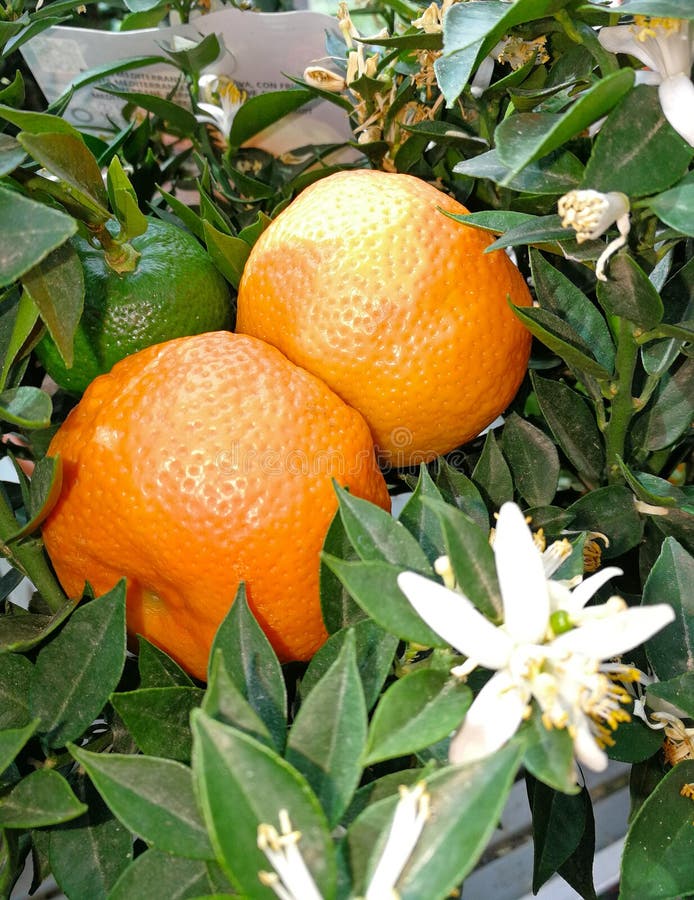 Mandarins stock photo. Image of energy, isolated, fresh - 90798402