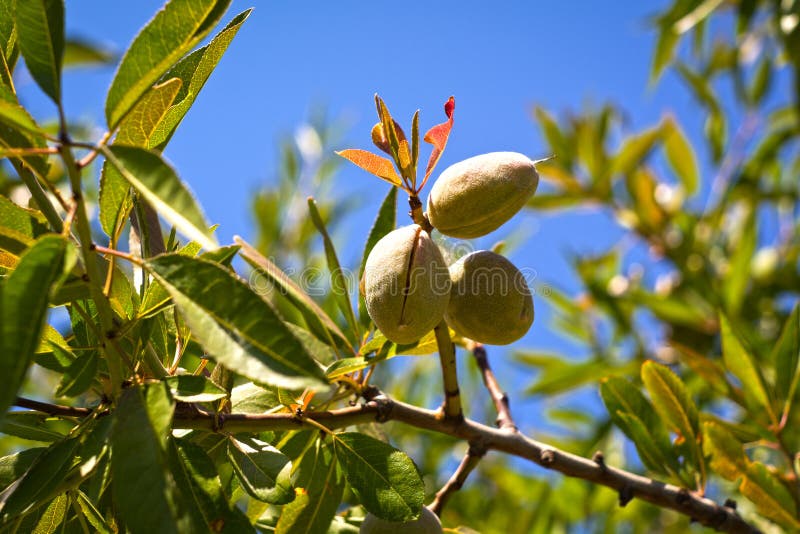 Mandel stockfoto. Bild von gesund, farbe, gruppe, braun - 22540984