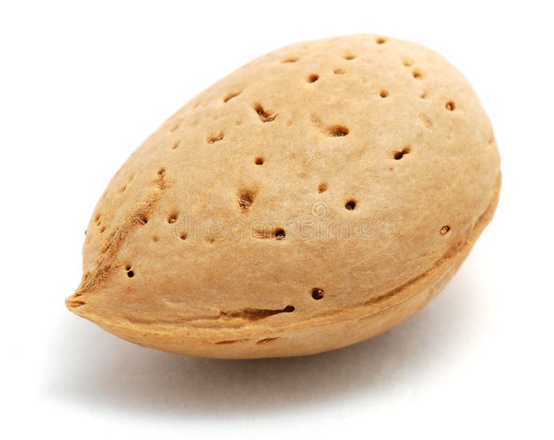 Einzelne Mandel stockfoto. Bild von tropisch, mandel, nave - 6427496