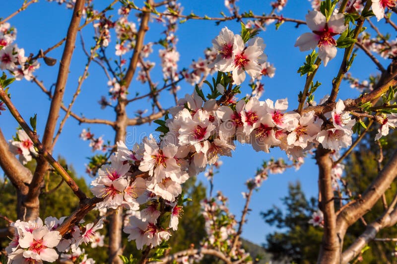 Mandelbaum In Der Vollen Blüte Stockbild - Bild von blau, himmel: 24031601