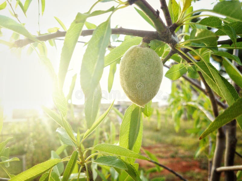 Mandelfrukt Stock Foton , bilder och fotografi - Ladda ner 100 foton