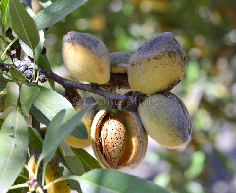 Anfangsstadium Von Den Mandeln, Die Auf Einem Mandelbaumast Lokalisiert ...