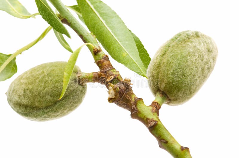 Mandelzweig stockbild. Bild von geschäft, behandlung - 15569853