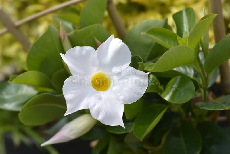 Mandevilla Sundaville White Stock Photo - Image of white, garden: 267140622