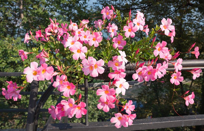 Mandevilla Tropic Creeper Plant with Pink Blossoms Stock Photo - Image ...