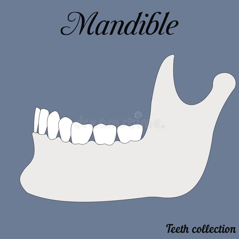 Mandible vektor illustrationer. Illustration av maxilla - 71444834