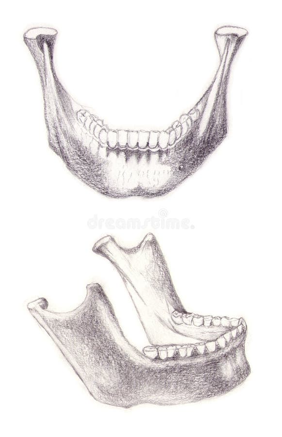 110+ Mandible Free Stock Photos - StockFreeImages