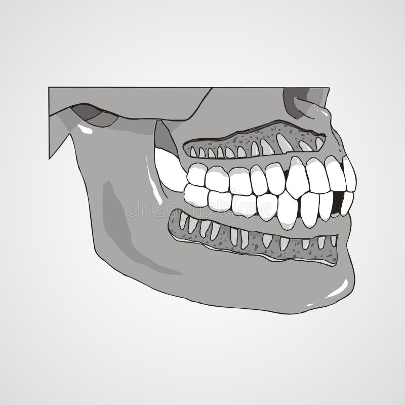 Mandible Chin or Jaw Isolated Flat Vector Image Stock Vector ...