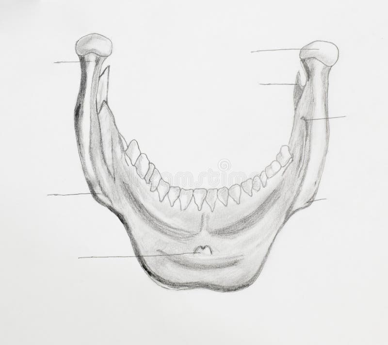 Mandible pencil stock photo. Image of canine, healthy - 35006374