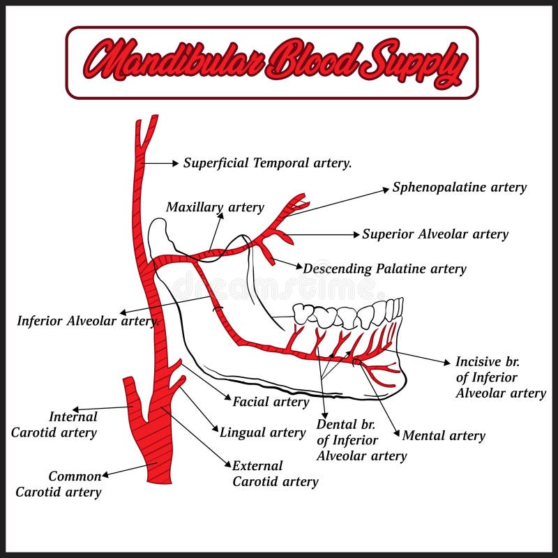 Mandibular Blood Supply Diagram Medical Diagram Dental Diagram Stock ...