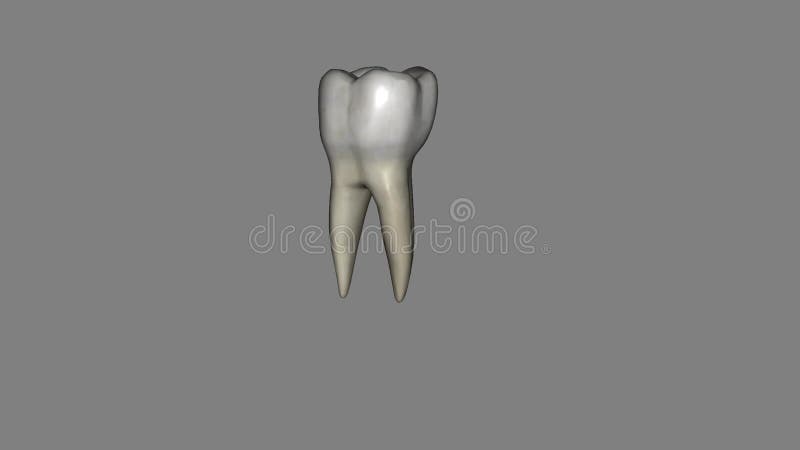 The Mandibular Canine is the Tooth Located Distally from Both ...