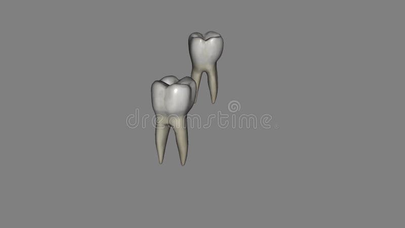 The Mandibular First Molar Usually Has Two Roots, a Mesial and a Distal ...