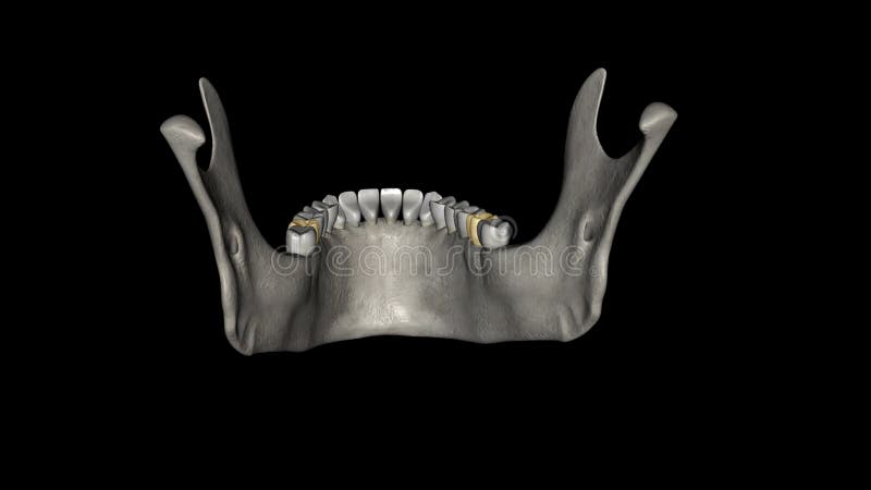 The Mandibular Second Molar Resembles the Mandibular First Permanent ...
