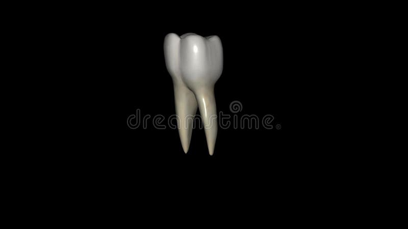The Mandibular Second Molar Resembles the Mandibular First Permanent ...