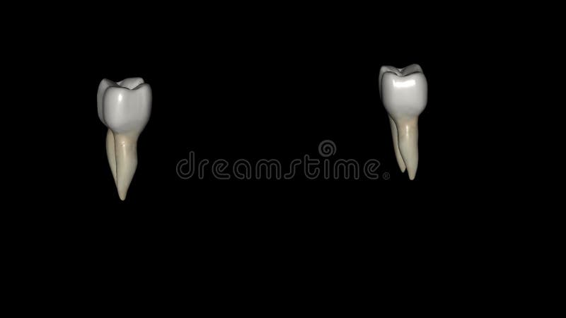 The Mandibular Second Molar Resembles the Mandibular First Permanent ...