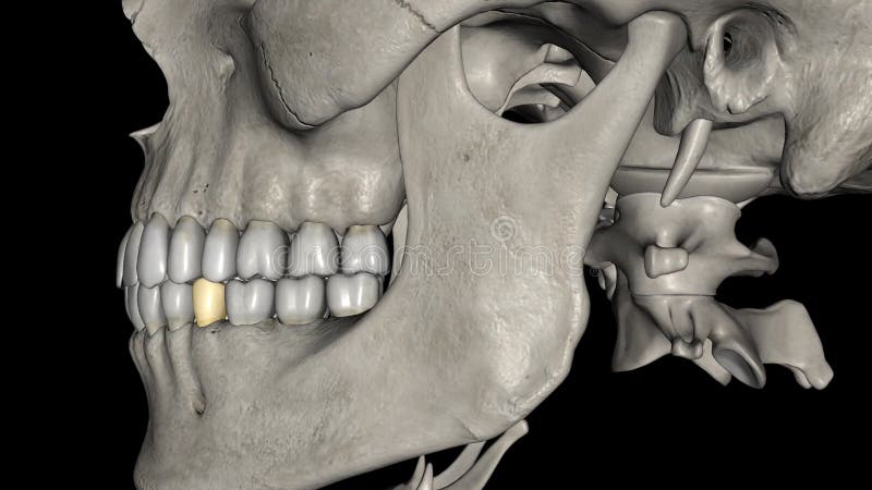 The Mandibular Second Molar is the Tooth Located Distally from Both the ...