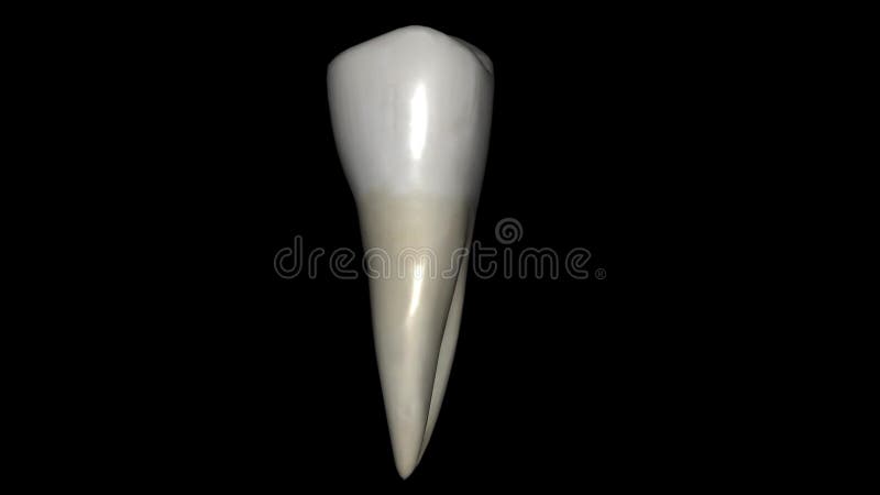 The Mandibular Second Premolar is the Tooth Located Distally from Both ...