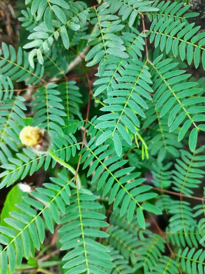 Manding Leaves for Wallpaper or Background Stock Photo - Image of ...