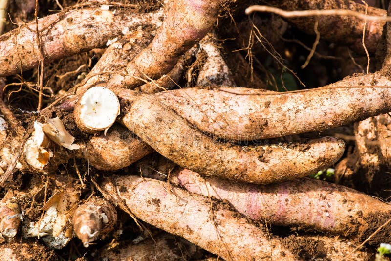 Raíz de la mandioca imagen de archivo. Imagen de tropical - 20797965