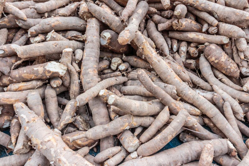 Mandioca, Tapioca, Mandioca Imagem de Stock - Imagem de fruta ...