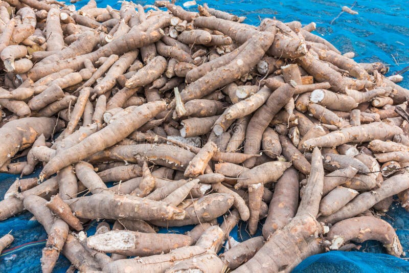 Mandioca, Tapioca, Mandioca Imagen de archivo - Imagen de fresco ...