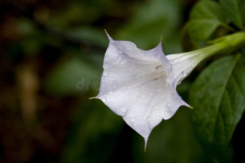 Mandolin stock image. Image of beautiful, close, vitality - 8837875