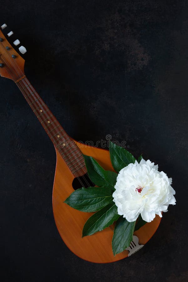 Mandolin - a Stringed Plucked Musical Instrument and a Beautiful White ...