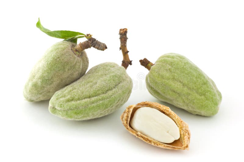 Mandorle fresche immagine stock. Immagine di bellezza - 2703027