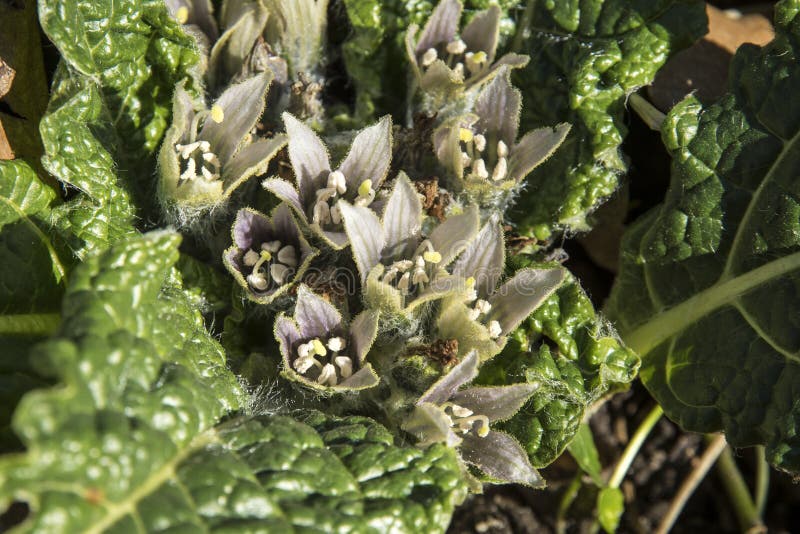 Flowers of Mandragora Officinarum or Mandrake Stock Image - Image of ...