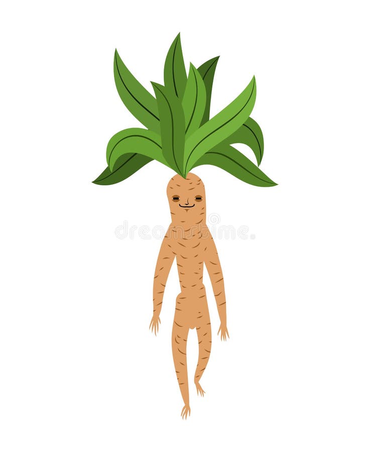 Mandrake Root Isolated. Legendary Mystical Plant in Form of Man. Stock ...