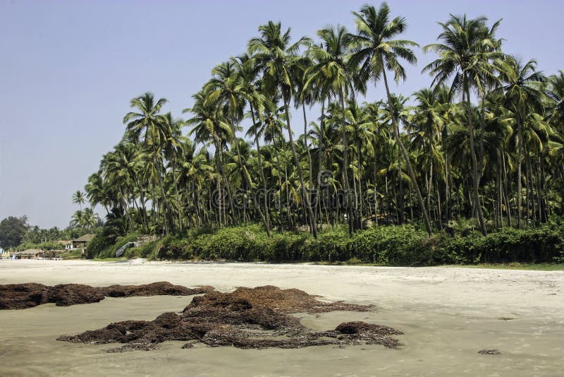 Mandrem Beach Goa stock photo. Image of blackboard, edge - 37869120