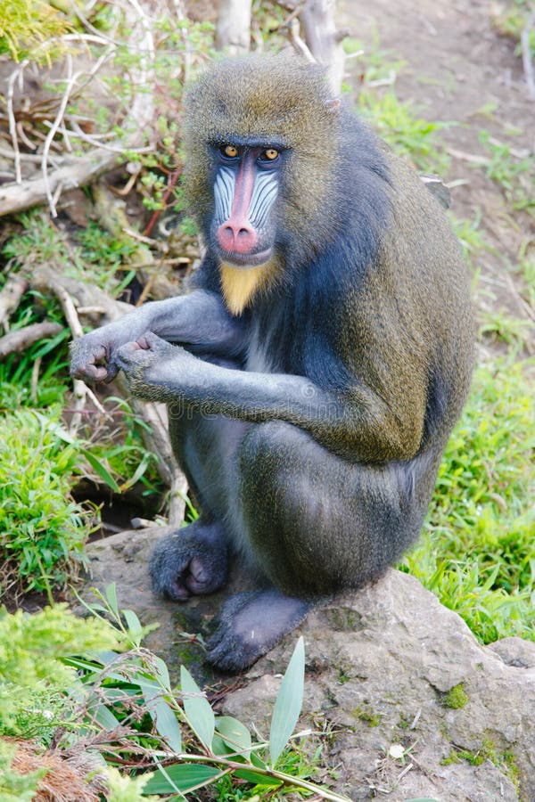 Mandrill Ape Kijkt Naar Fotograaf Stock Afbeelding - Image of guinee ...