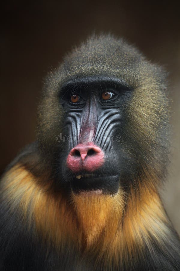 178 Mandriles Fotos de stock - Fotos libres de regalías de Dreamstime